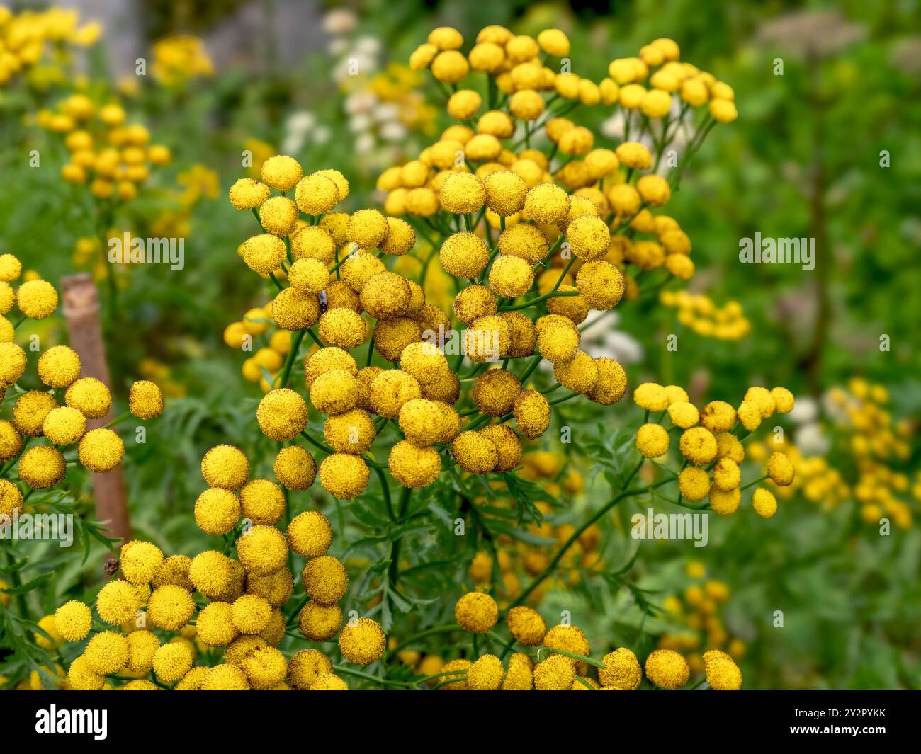 Tansy flowers, Tanacetum vulgare, in a garden Stock Photo - Alamy