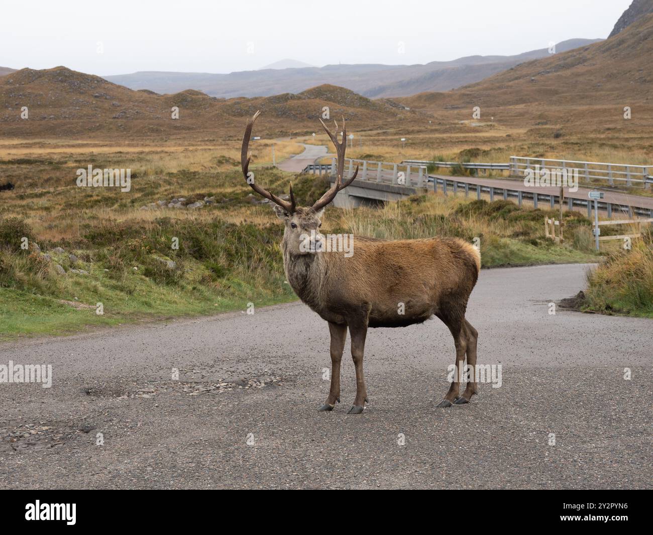 Tame deer cervus hi-res stock photography and images - Alamy