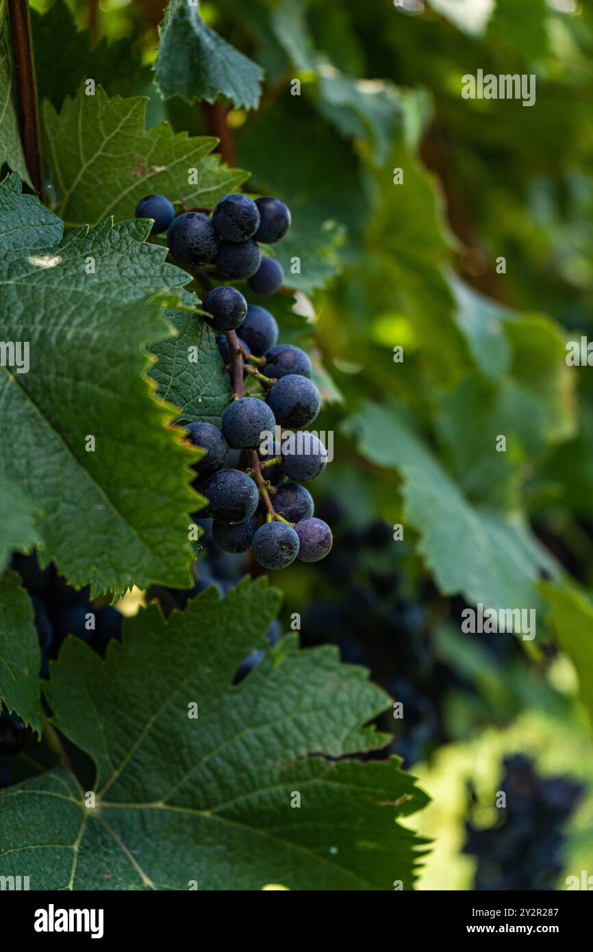 Close-up of a lush cluster of dark grapes hanging from their vine in ...
