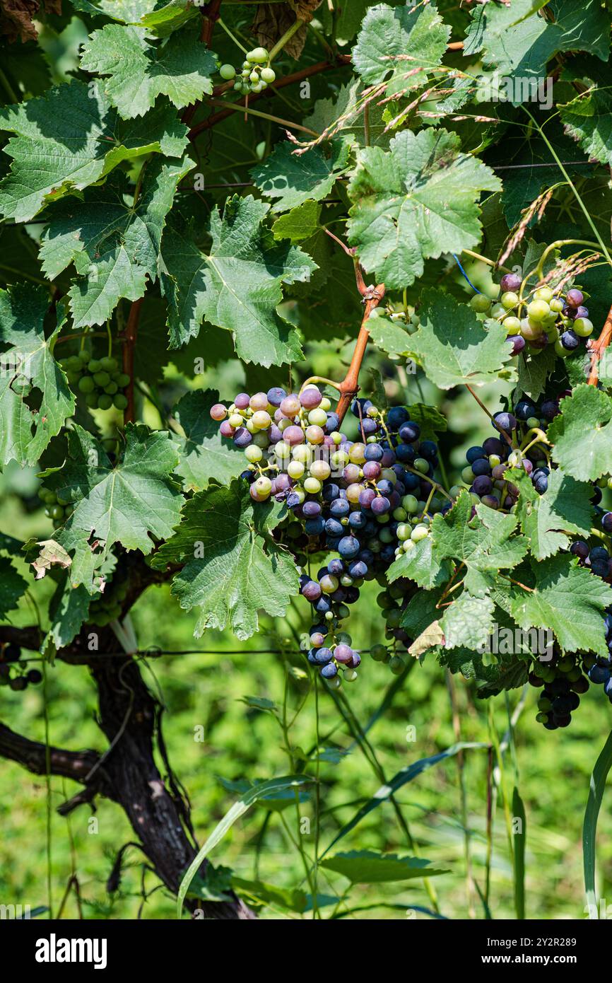 Close-up of ripening grapes on a vine, showcasing various stages from ...