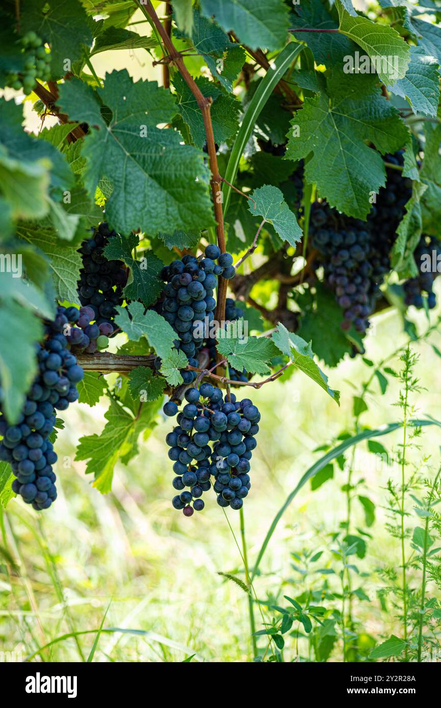 Vibrant clusters of blue grapes hang from lush vines in the renowned ...