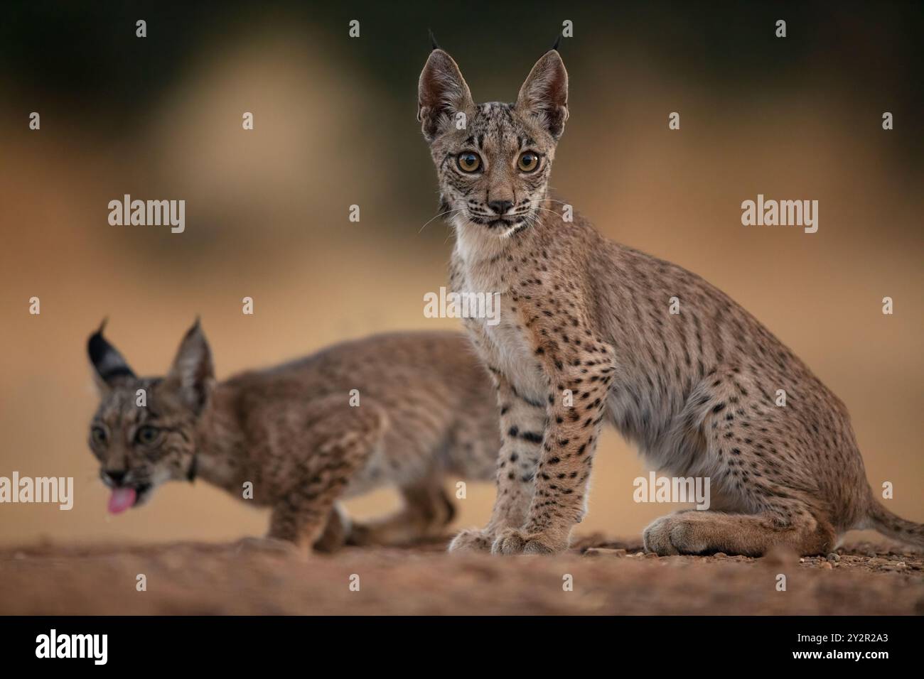 An Iberian lynx stands alert with another cub in the wilds of Ciudad ...