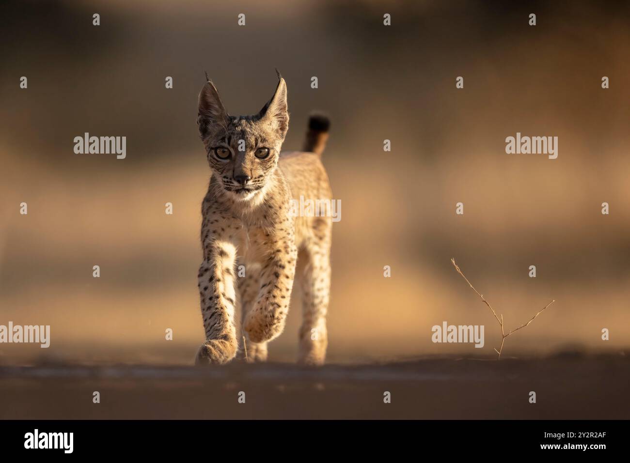 Iberian lynx walking towards camera hi-res stock photography and images ...