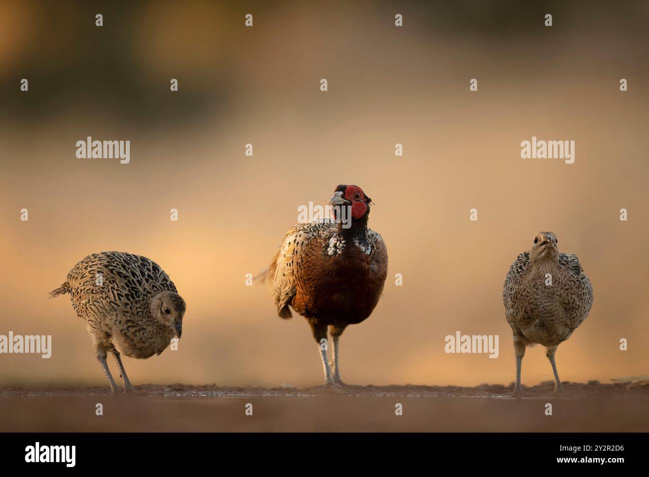 A captivating scene showcasing a trio of Common Pheasants, Phasianus ...