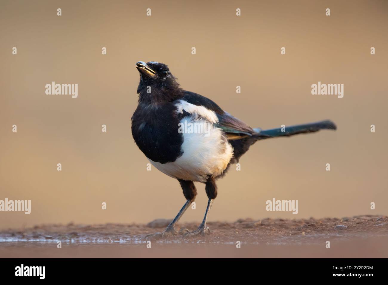 A Common Magpie, Pica pica, stands confidently as it balances on the ...