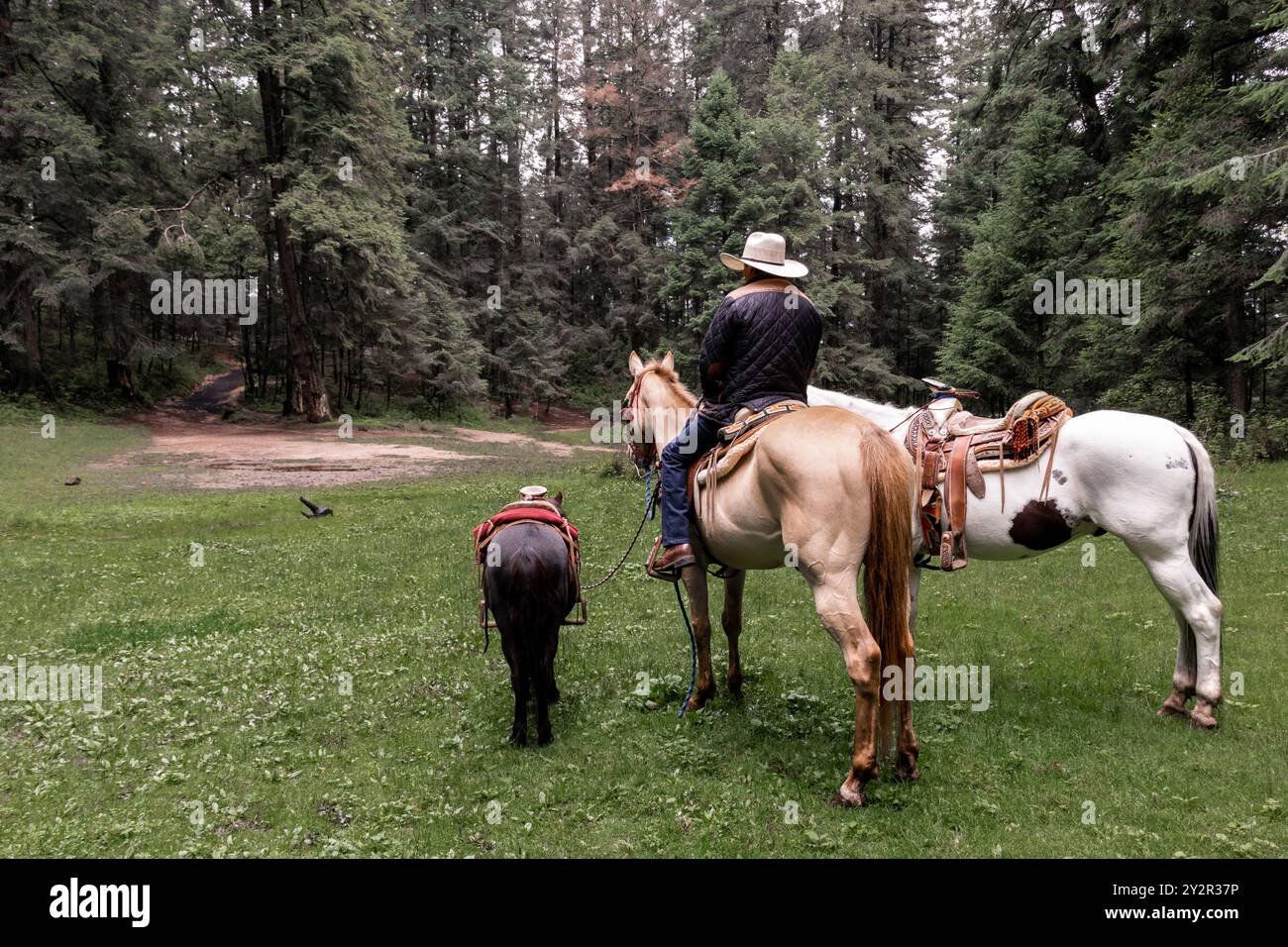 La marquesa forest hi-res stock photography and images - Alamy