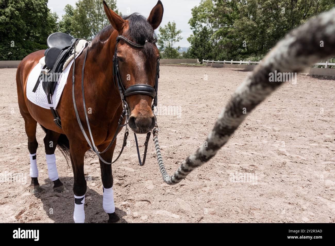 A brown horse, fully equipped with equestrian tack, stands in a sandy ...