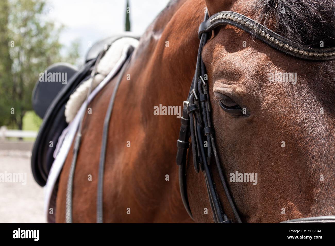 Horse tack textures hi-res stock photography and images - Alamy