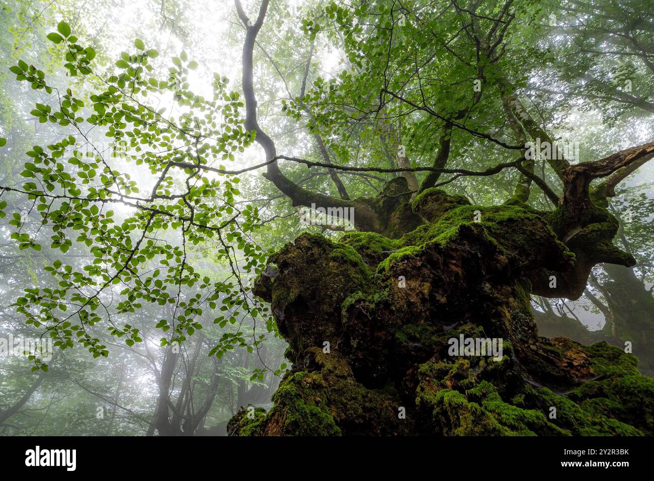 Ethereal morning mist surrounds the ancient gnarled trees of Belaustegi ...