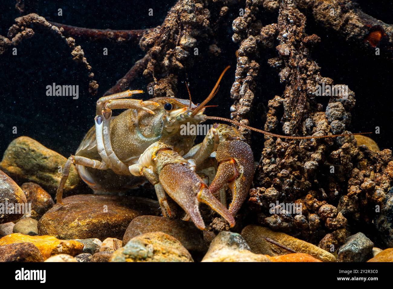 A detailed image capturing a European freshwater crayfish, Austropotamobius pallipes, among ...