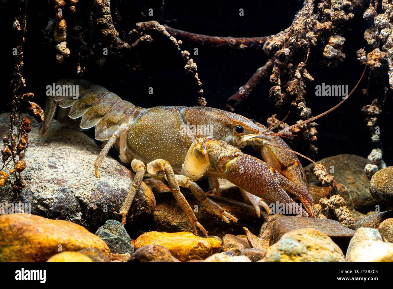 Detailed depiction of nature hi-res stock photography and images - Alamy