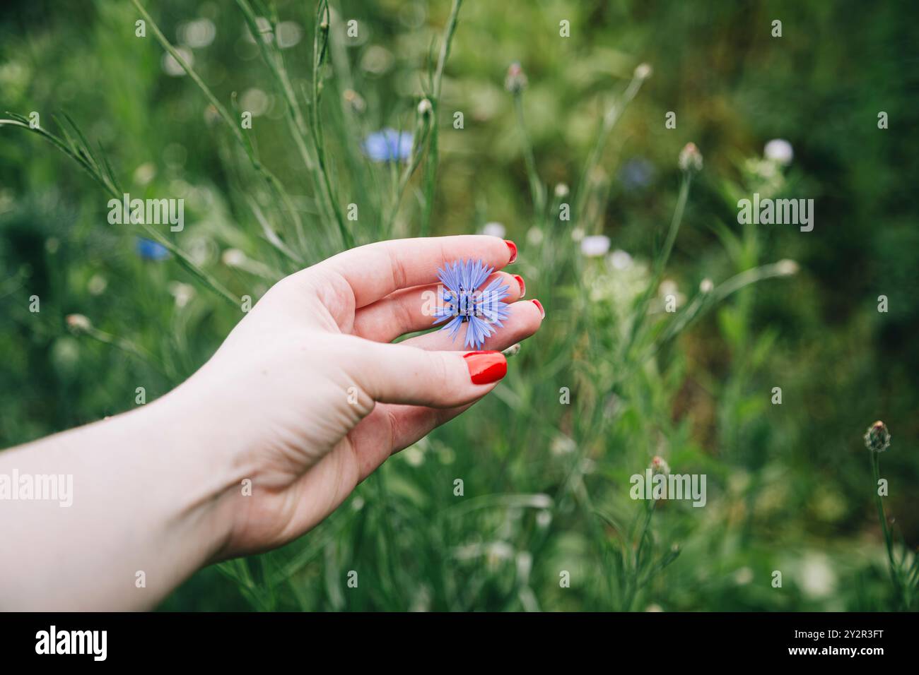Single flower handling hi-res stock photography and images - Alamy
