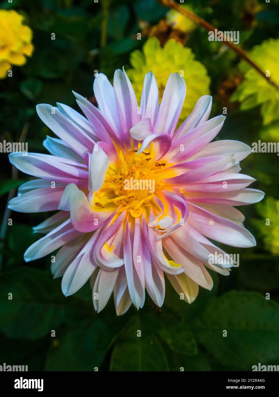 Striking layers of petals hi-res stock photography and images - Alamy
