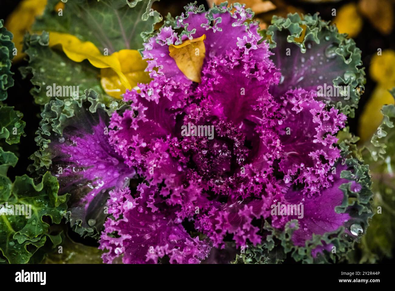 Vibrant color details accentuate hi-res stock photography and images ...