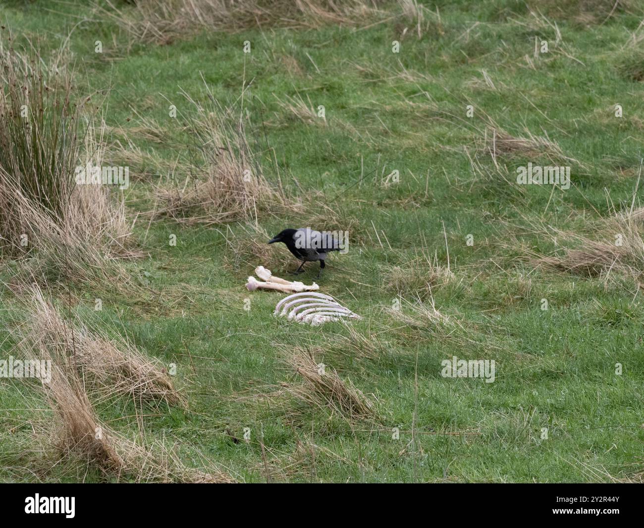 Hooded crow with bone remains Stock Photo - Alamy