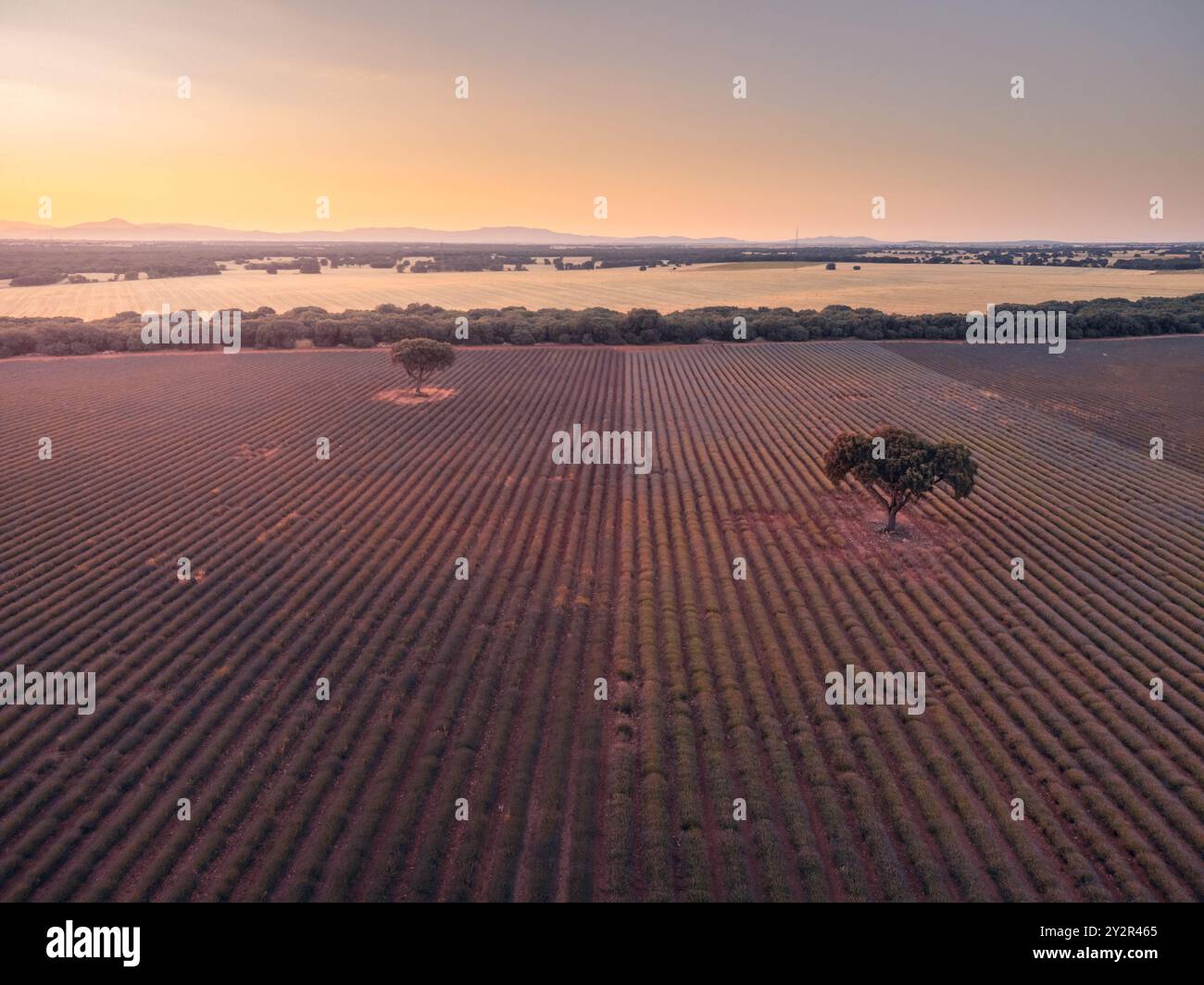 Aerial view of lush lavender fields under a golden sunset in Brihuega ...