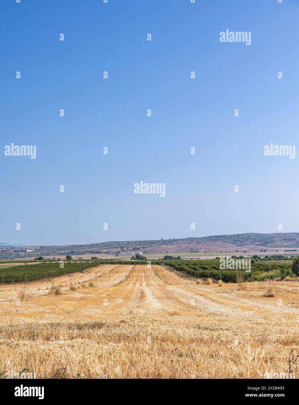 A scenic agricultural landscape featuring corn plantations alongside ...