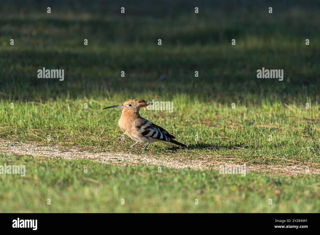 Striking plumage stands hi-res stock photography and images - Alamy