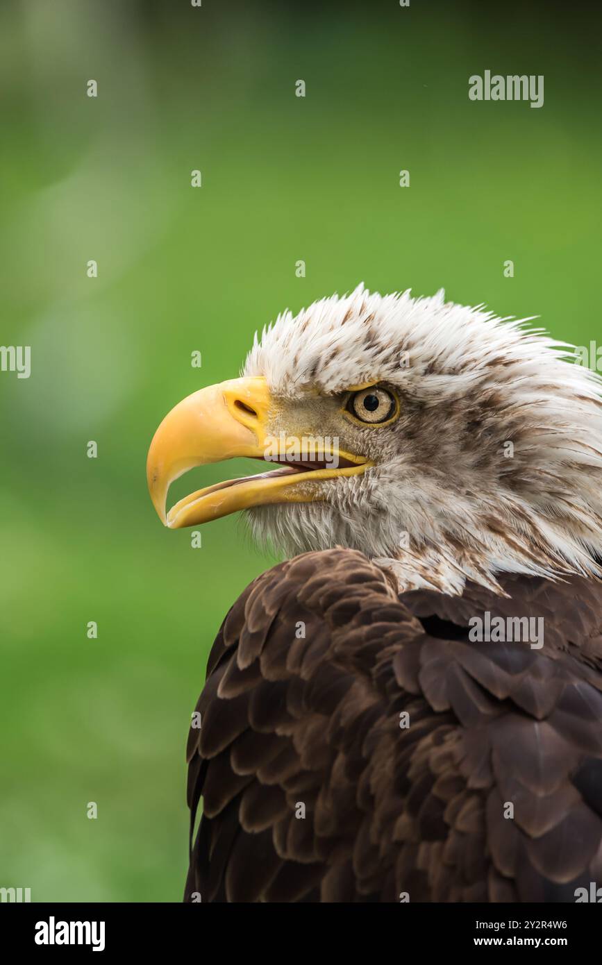 Image captures bald eagle hi-res stock photography and images - Alamy