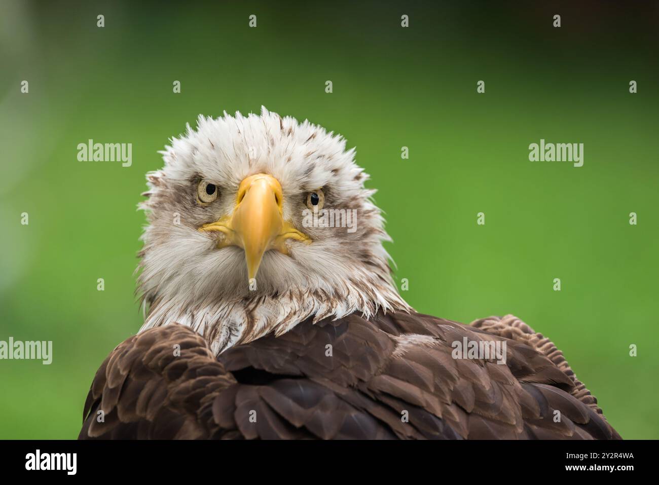 Portraying the intense gaze of a Bald Eagle, this close-up captures the majestic bird’s detailed ...