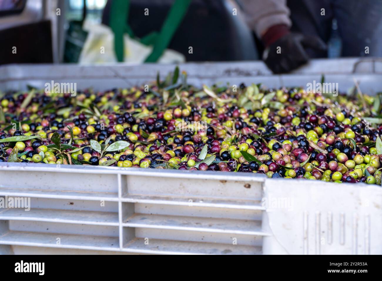 Black olives in crates black color hi-res stock photography and images ...