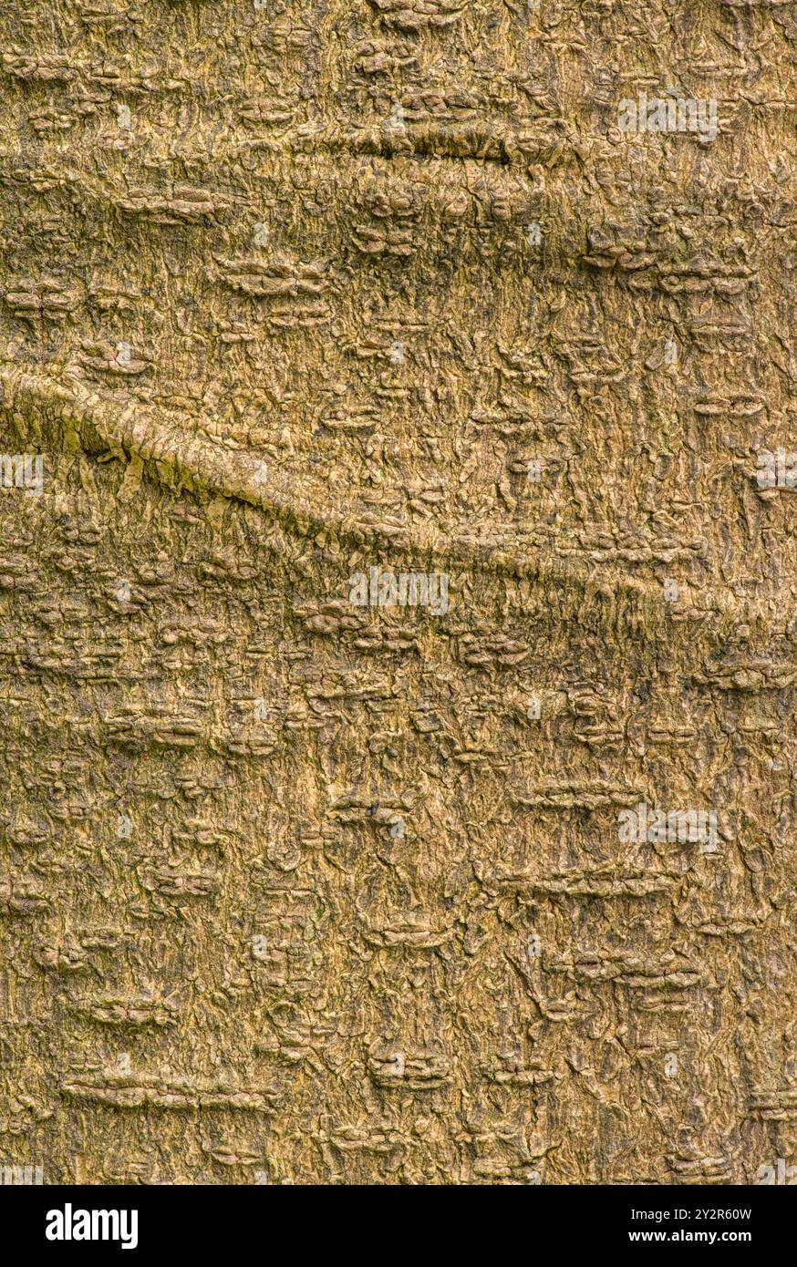 A detailed view of the textured bark of a Paperbark maple tree ...
