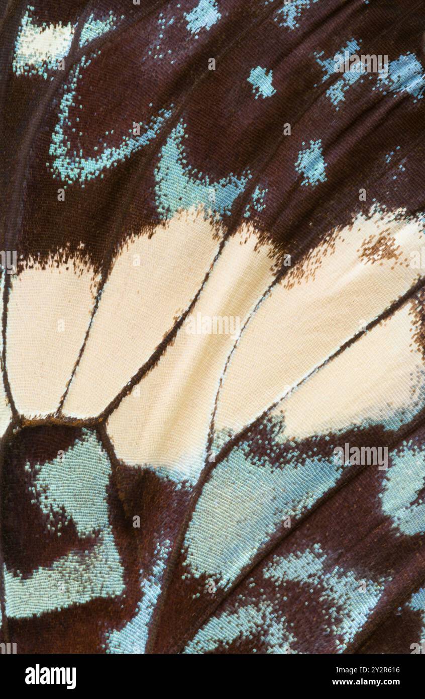 Hamadryas amphinoma hi-res stock photography and images - Alamy