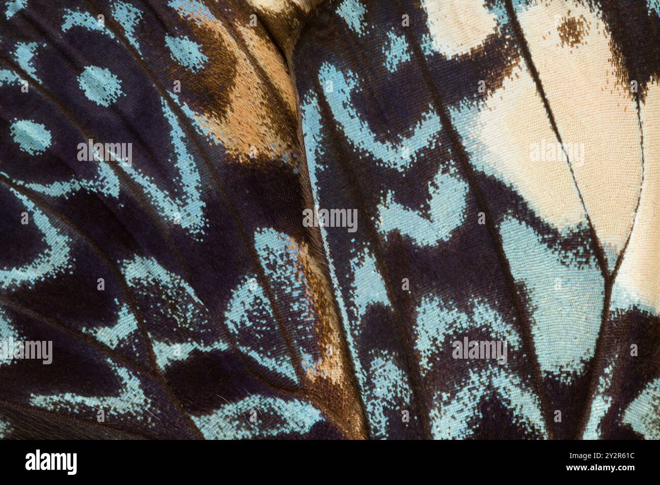 Detailed macro shot of a Red Cracker butterfly wing or Hamadryas ...