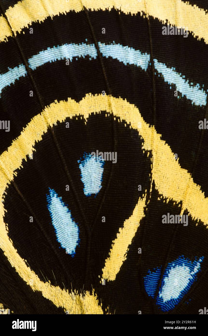 Callicore excelsior butterfly hi-res stock photography and images - Alamy