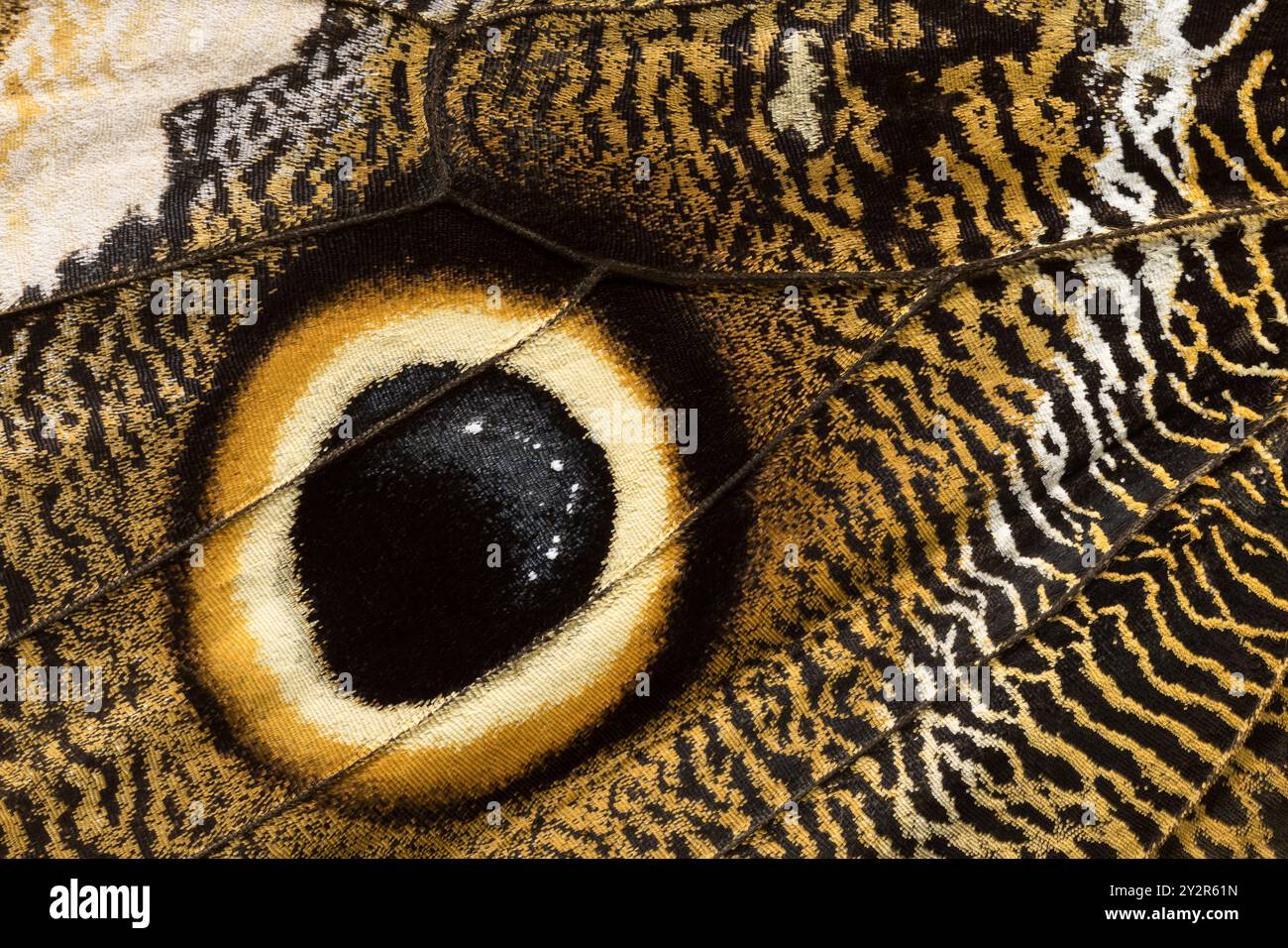 Eye like spots hi-res stock photography and images - Alamy