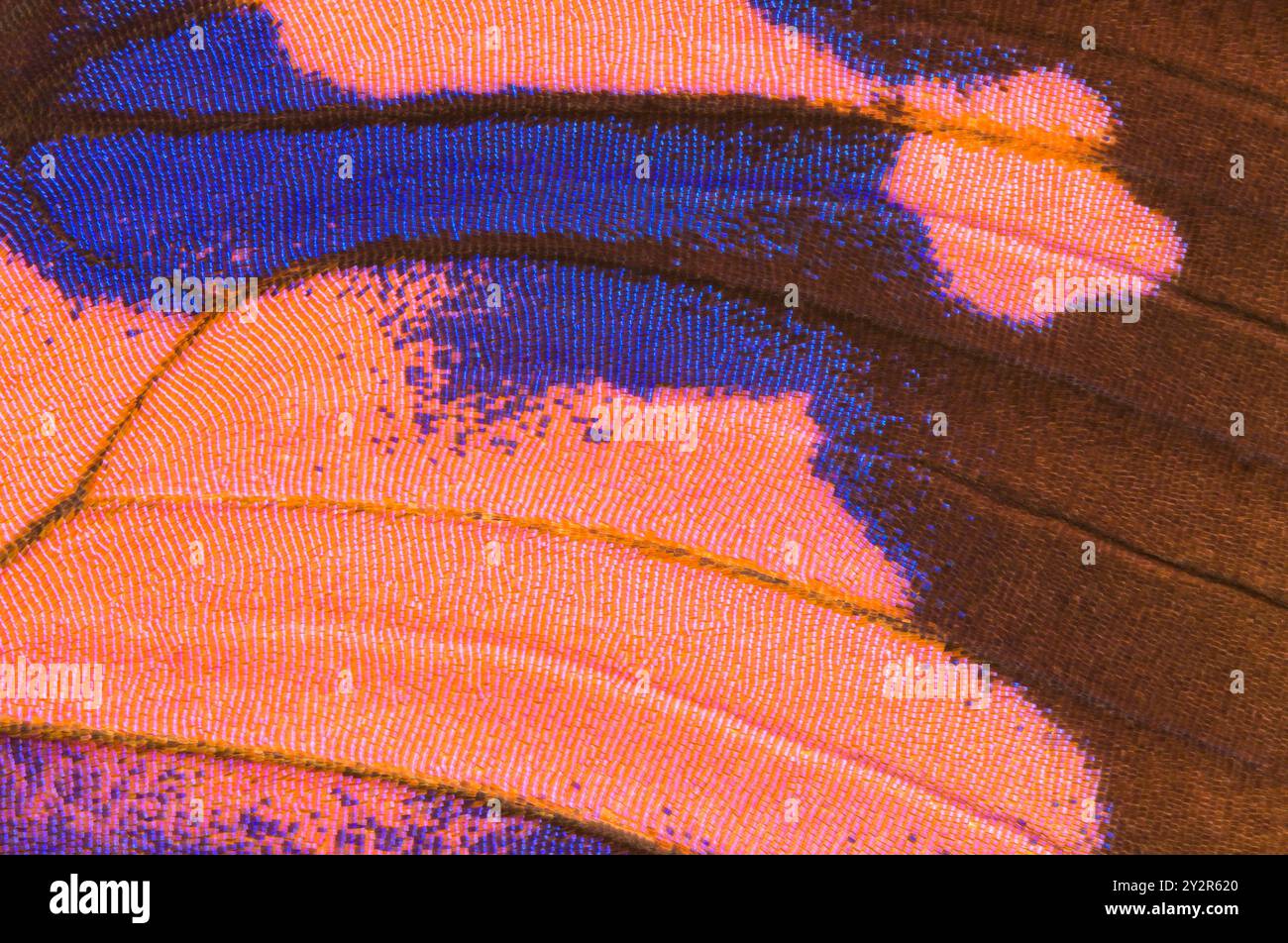 This image displays the intricate and colorful patterns on the wing of ...