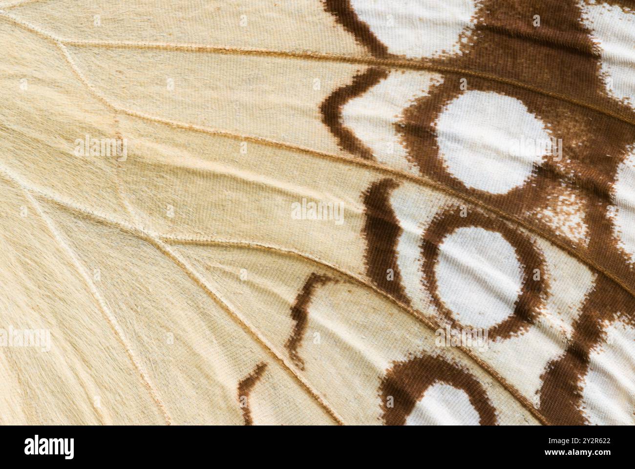 This image showcases the detailed patterns and textures of a Hamadryas ...
