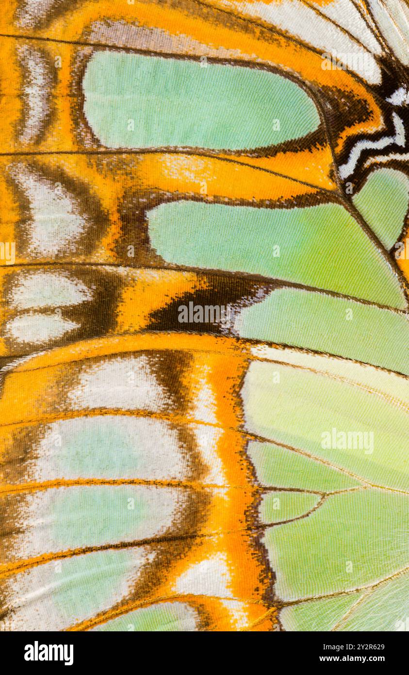 Highlighting unique wing patterns hi-res stock photography and images ...