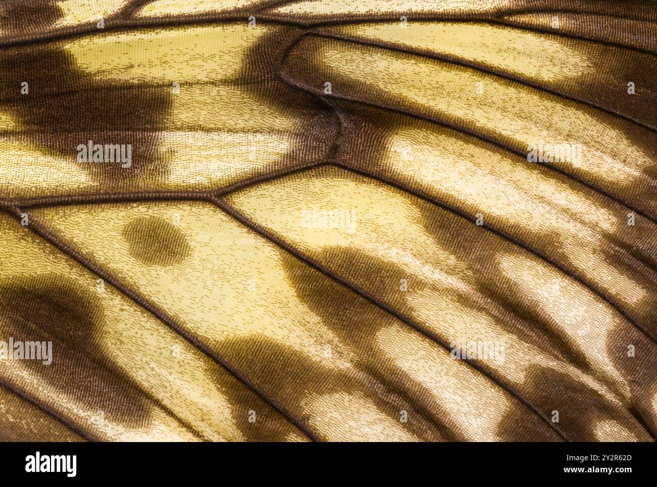 Intricacy of lepidoptera hi-res stock photography and images - Alamy