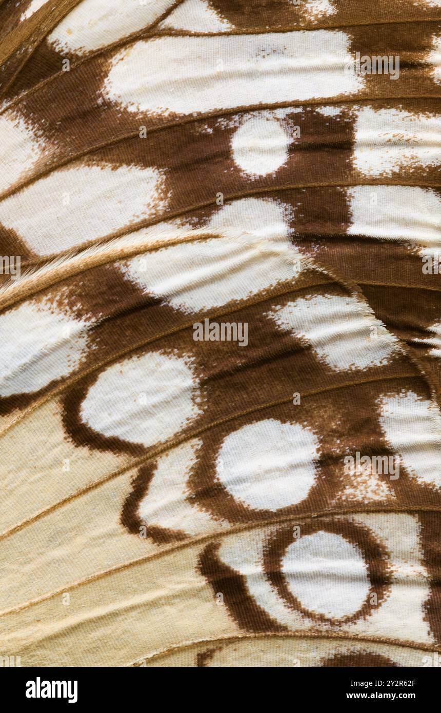Guatemalen cracker butterfly hi-res stock photography and images - Alamy