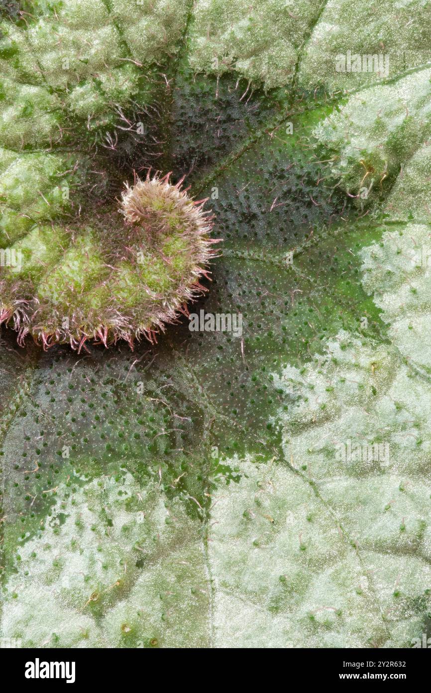 Highlights unique botanical characteristics hi-res stock photography ...