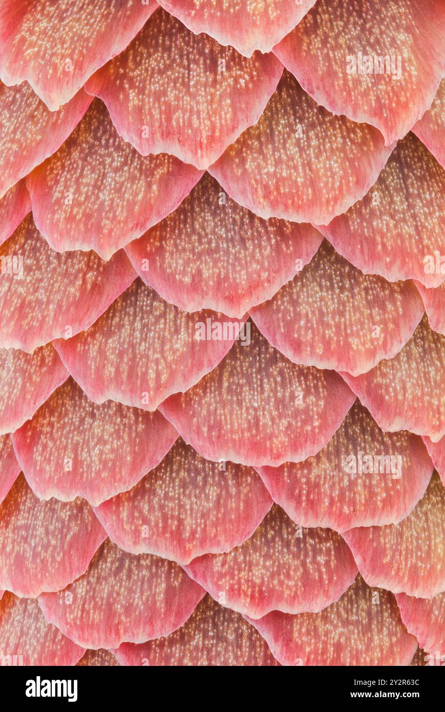 Fish capturing light hi-res stock photography and images - Alamy