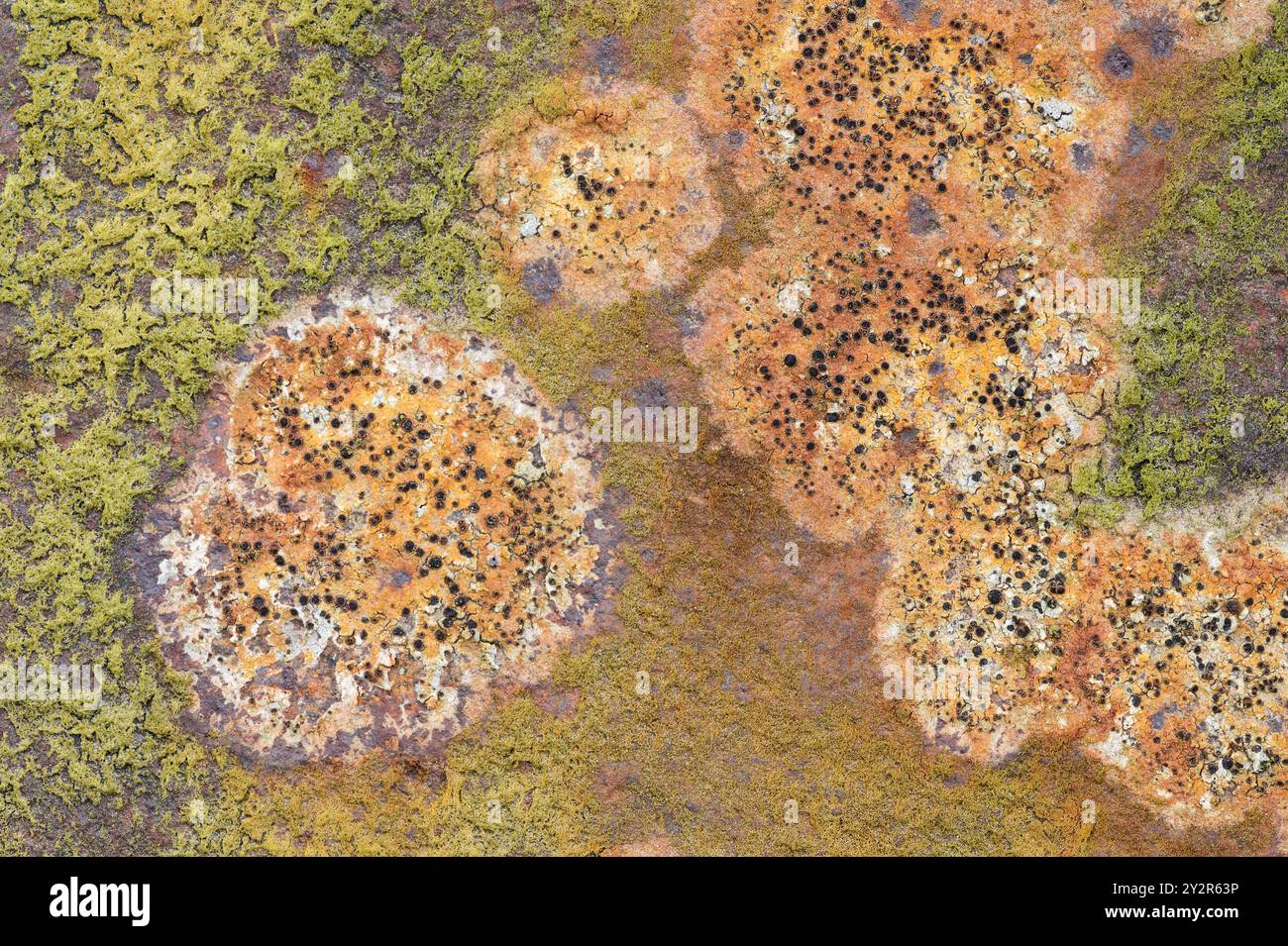 A detailed macro view showcasing various lichen species thriving on a ...