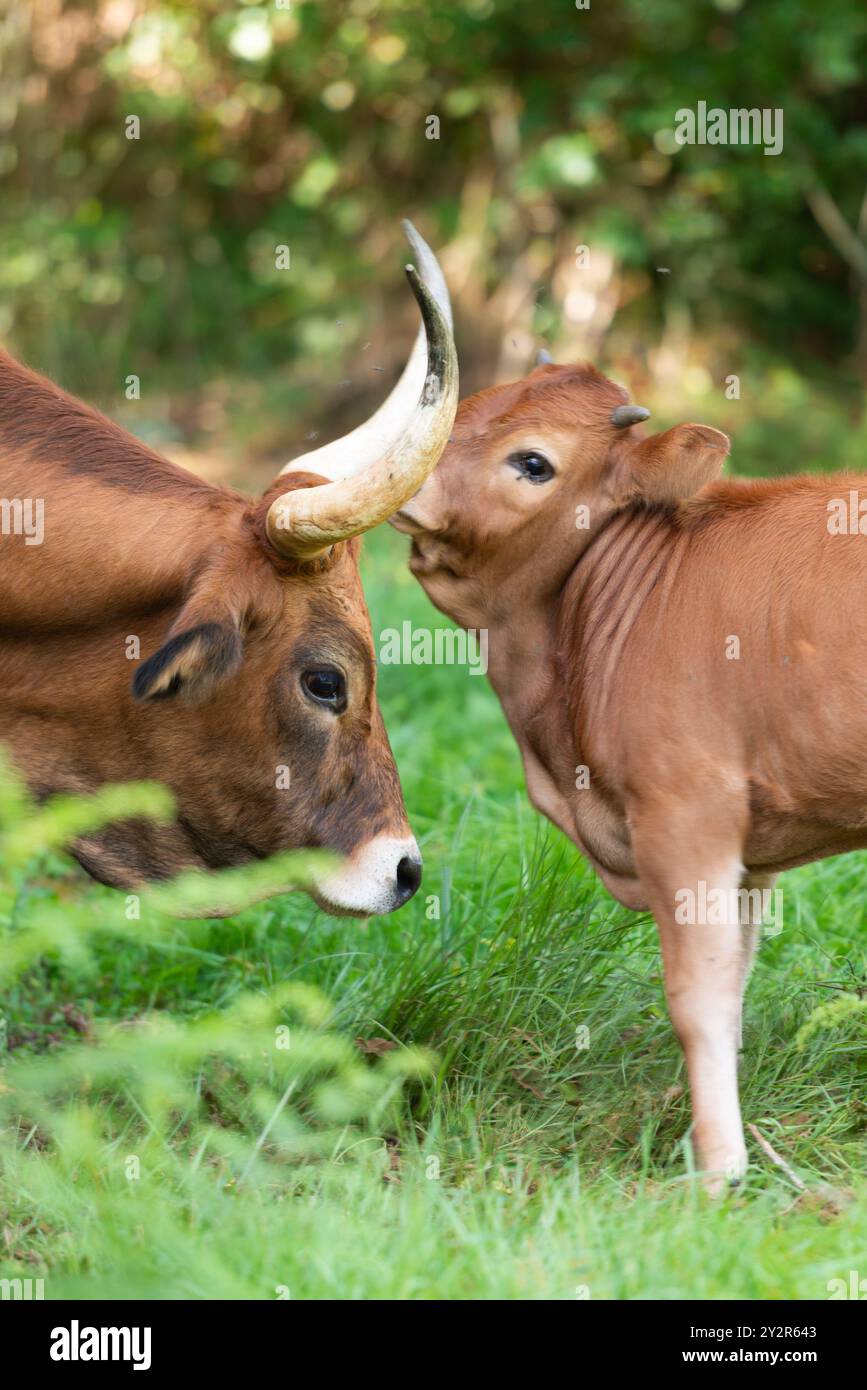 Distinctive large horns hi-res stock photography and images - Alamy