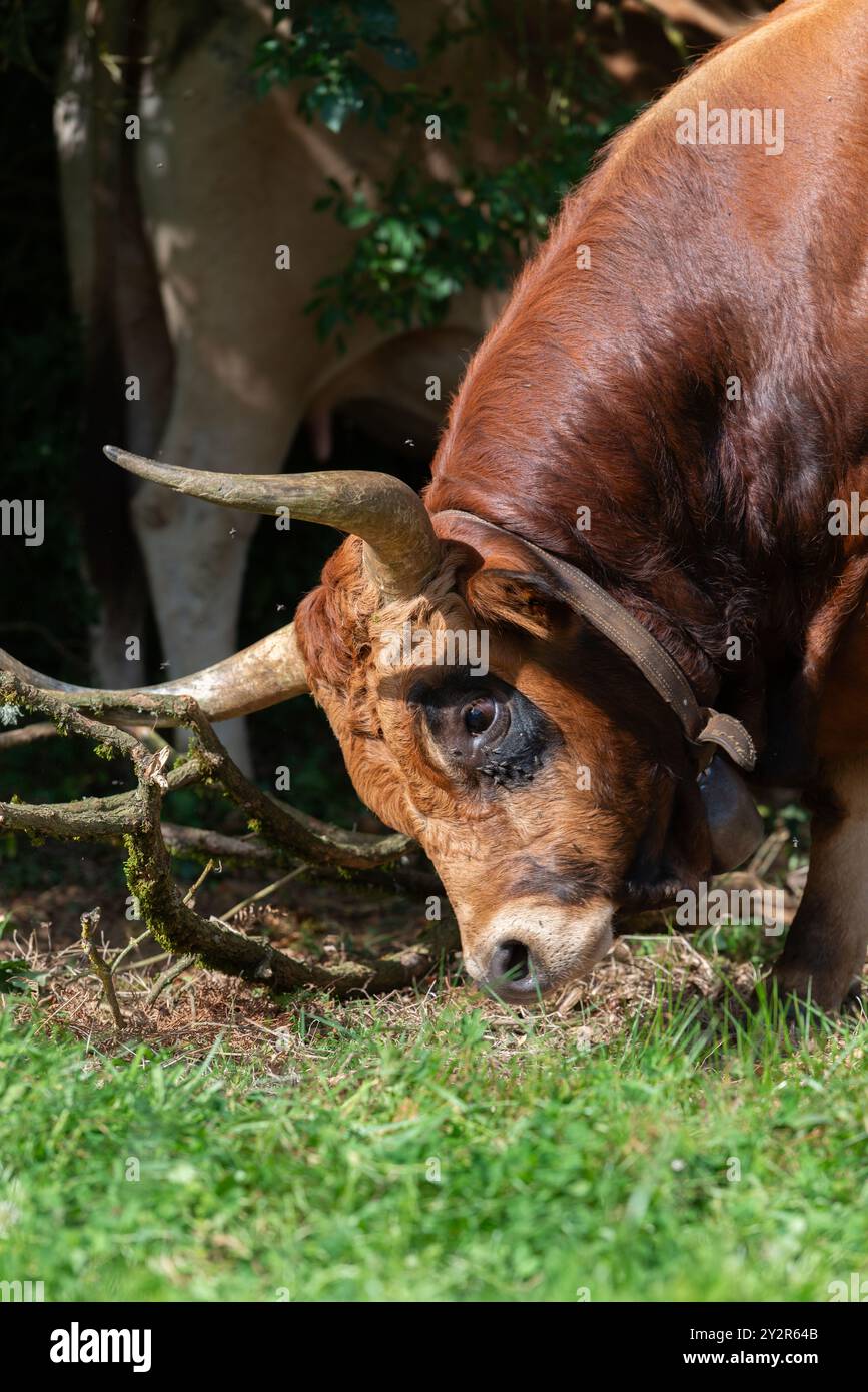 Leafy characteristics hi-res stock photography and images - Alamy