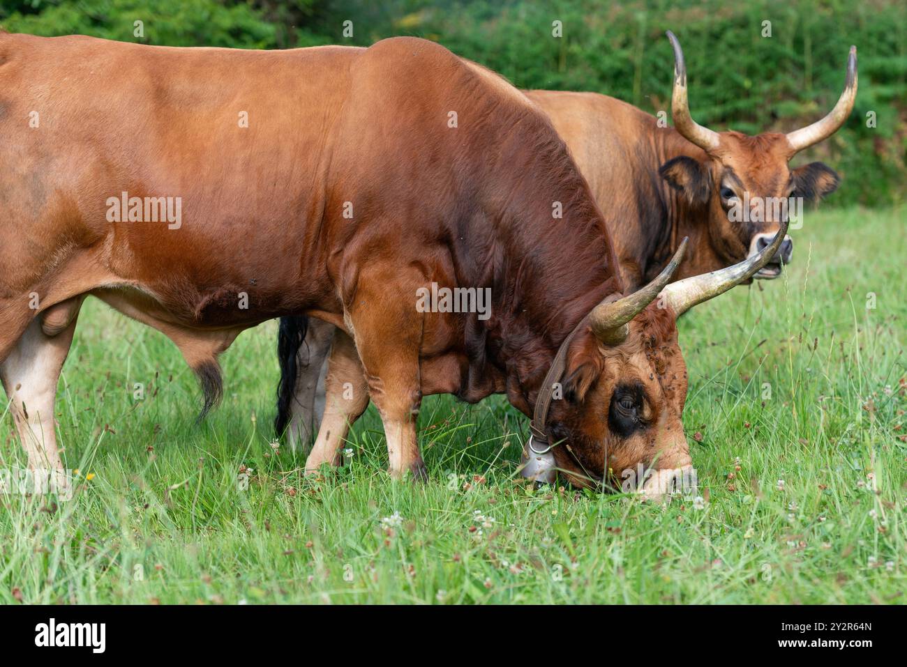 Two Cachena cows, known for their long horns, peacefully grazing on ...