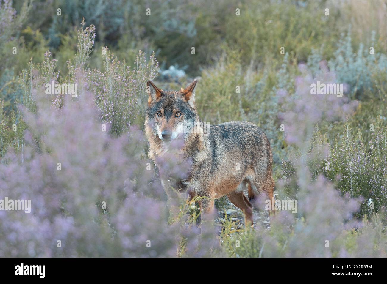 A lone wolf stands alert among the purple wildflowers in a tranquil ...