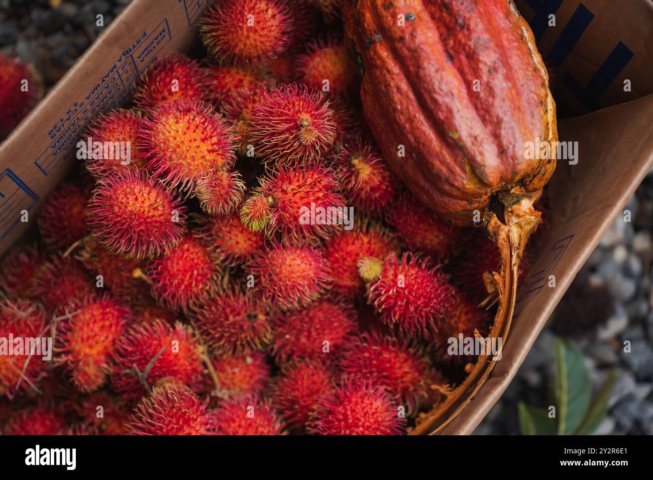 This image shows a vibrant selection of fresh rambutan and a ripe cocoa ...
