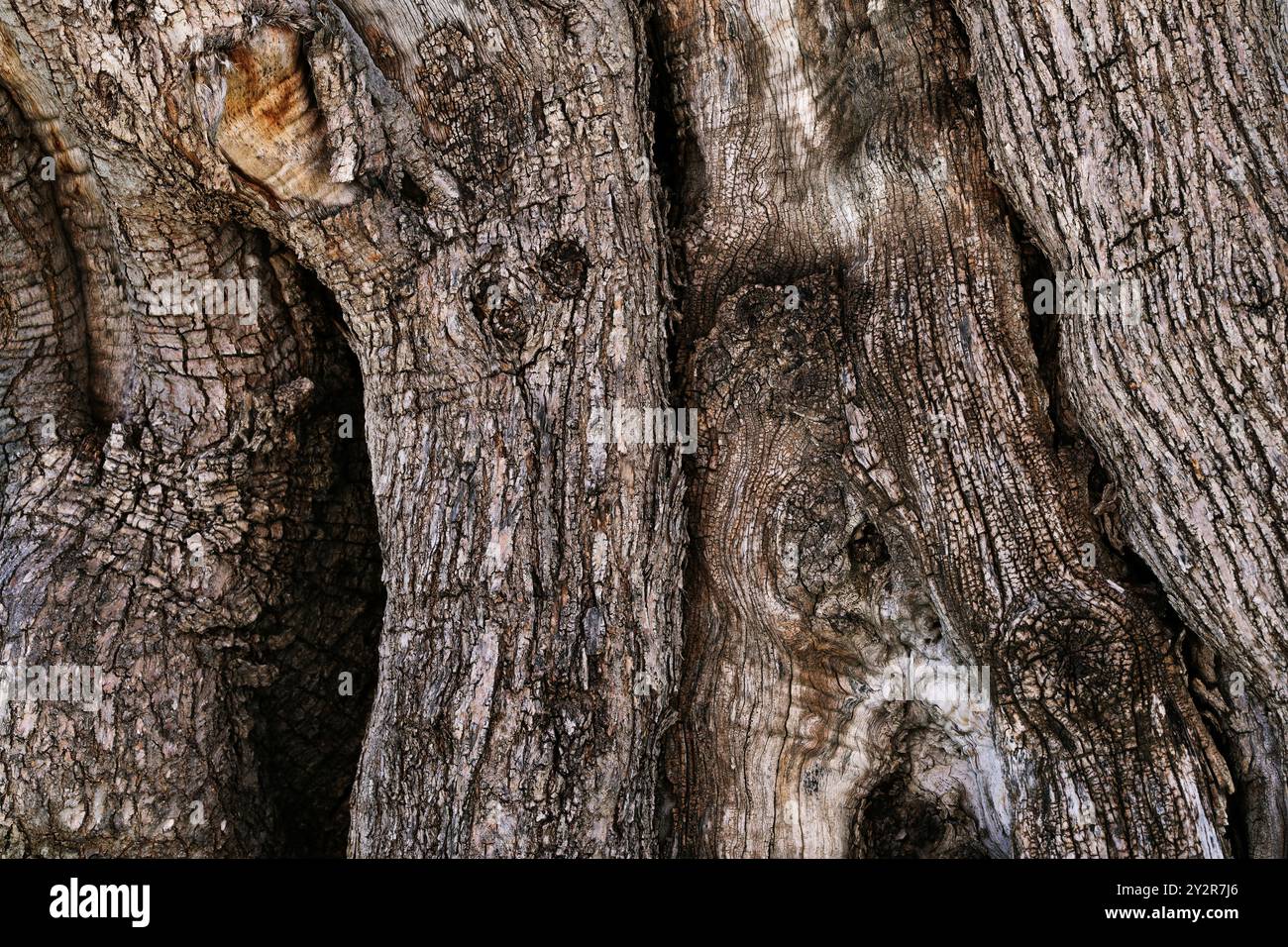 Close-up image showcasing the intricate textures and patterns of old ...