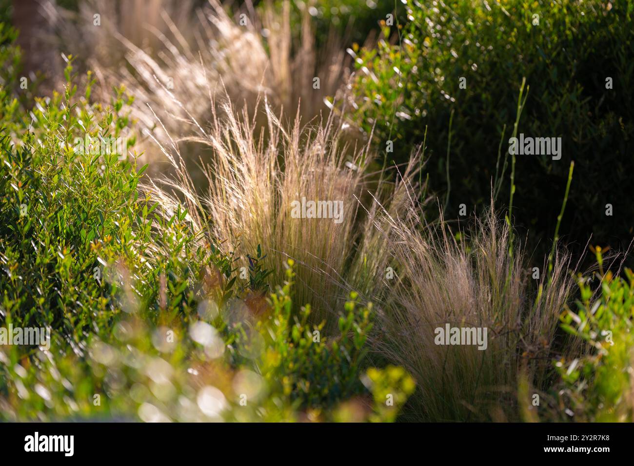 Lush green shrubs intermingled with glowing golden grasses that are ...