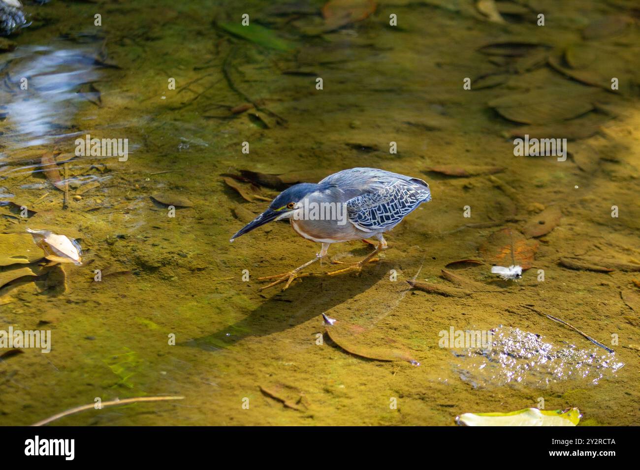 Goiania, Goias, Brazil – August 18, 2024: A bird in the clear water of ...