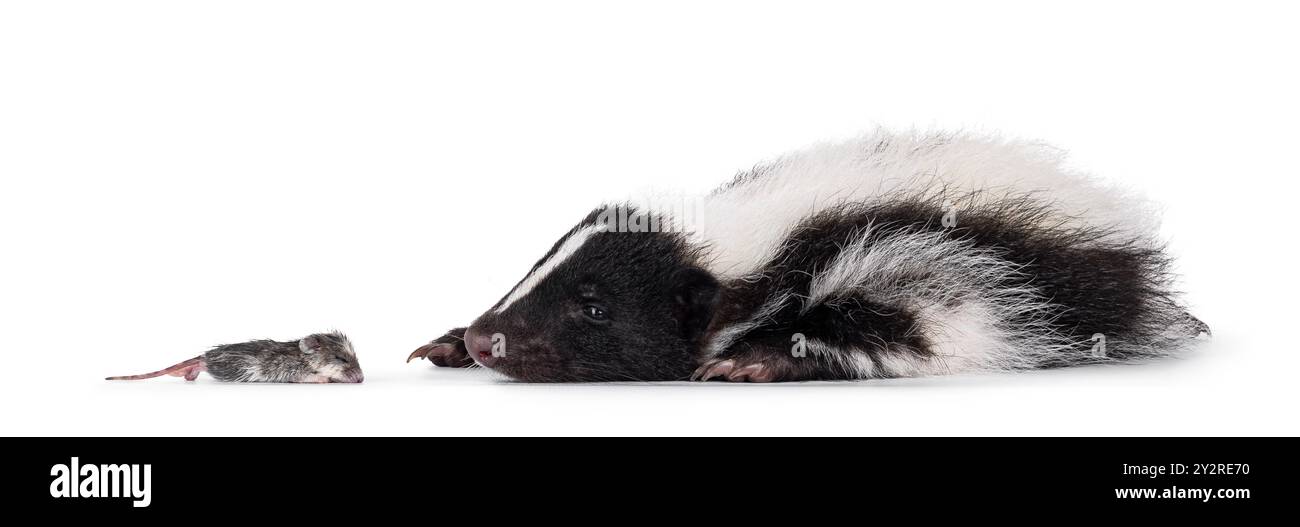 Cute young skunk, laying down side ways beside dead mouse. Looking ...