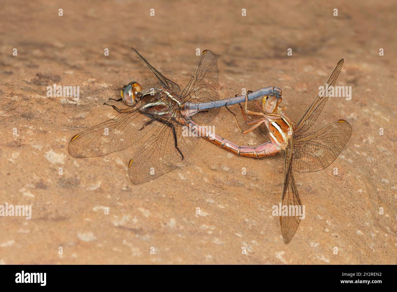 Two-stripped Skimmers - Orthetrum caffrum, mating on rock face in ...