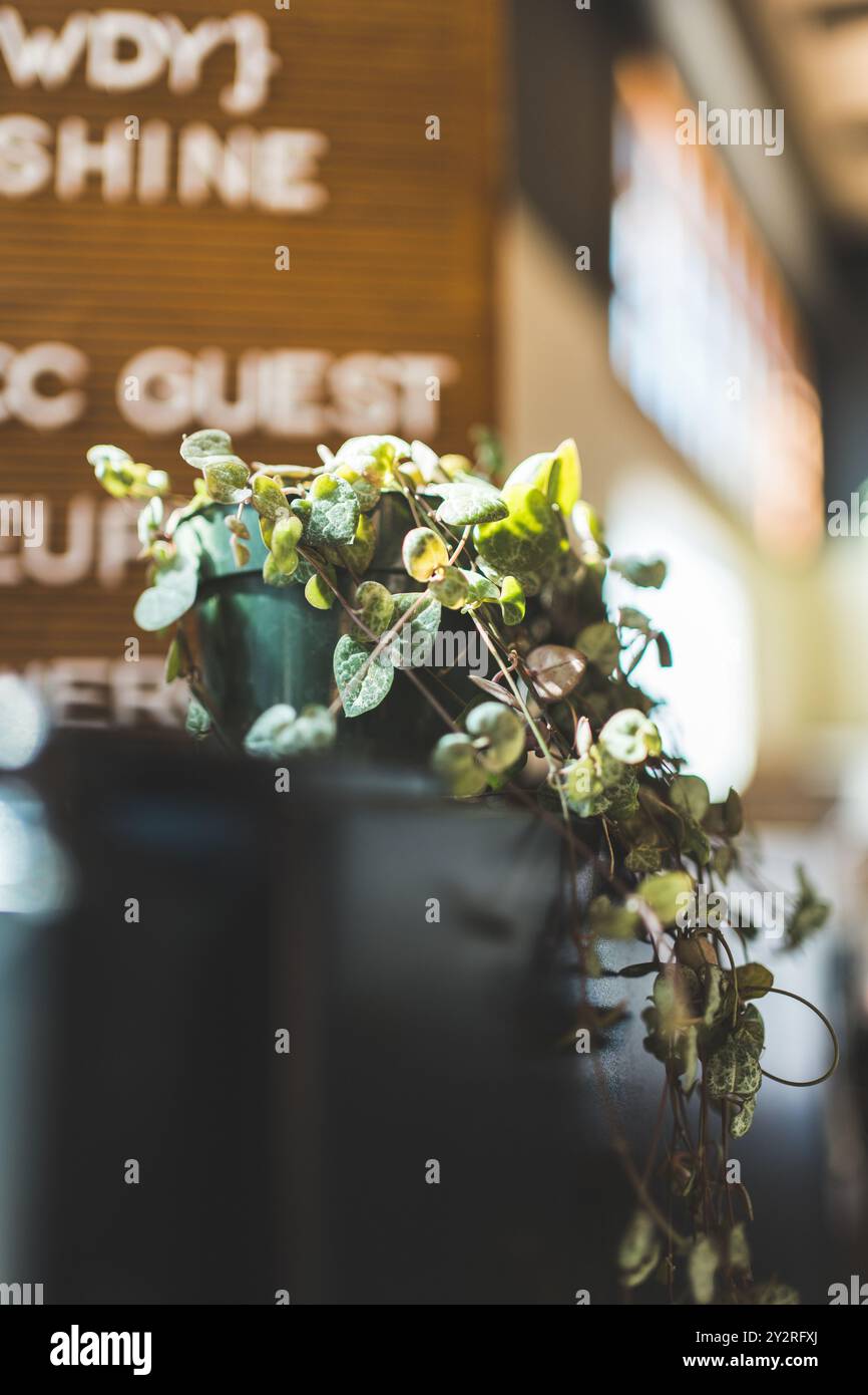Trailing vines hi-res stock photography and images - Alamy