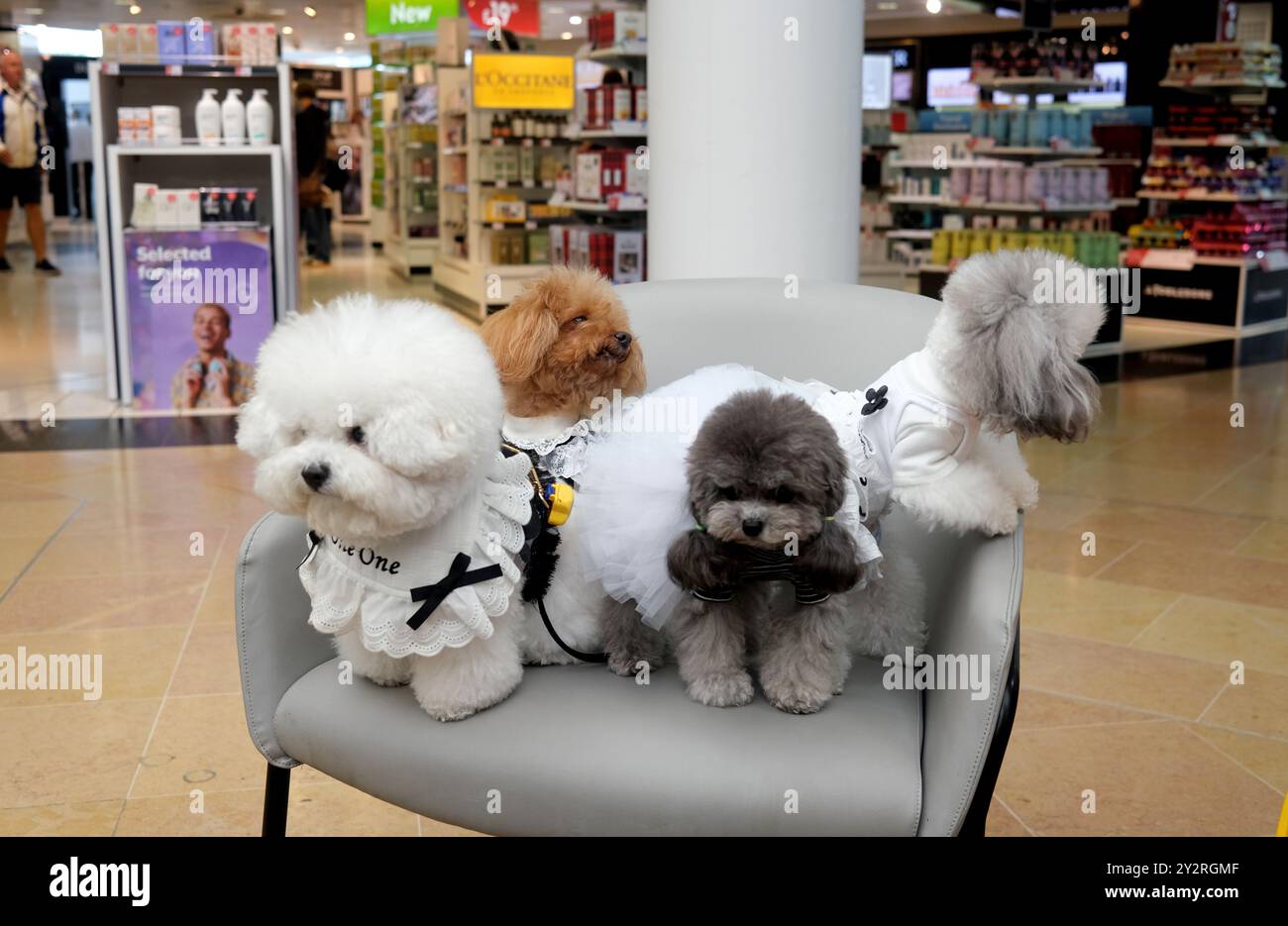 Pampered pet dogs going on holiday from Le Shuttle in Uk Stock Photo ...
